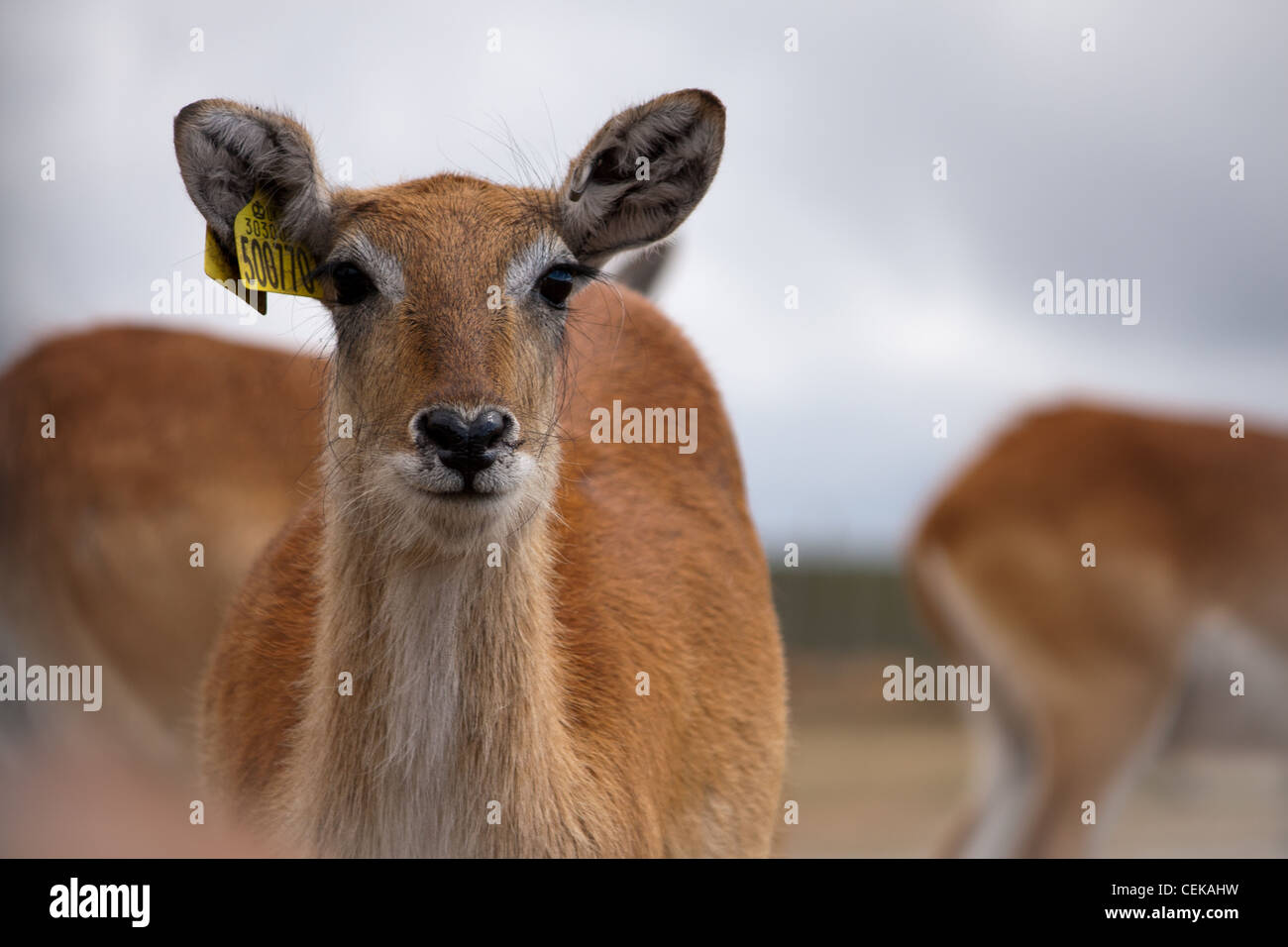 Red deer at a safari park, in the summer time on a hot sunny day, a ...