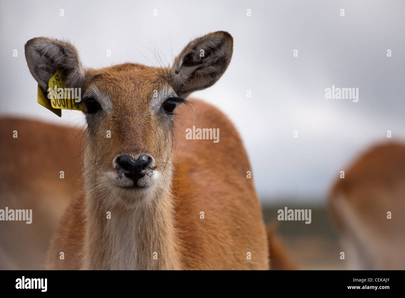 Red deer at a safari park, in the summer time on a hot sunny day, a ...