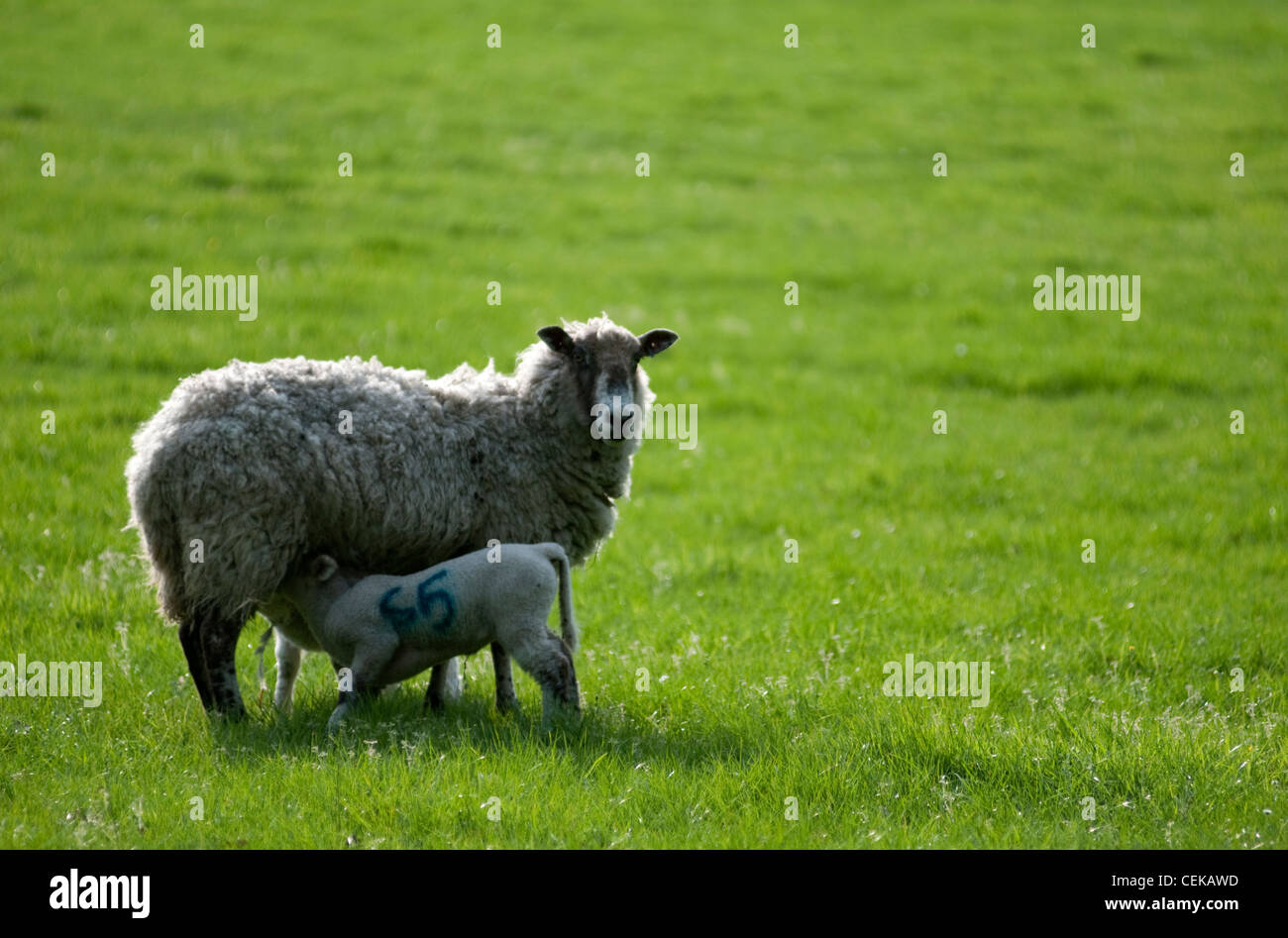 A lamb feeding from its mother Stock Photo - Alamy