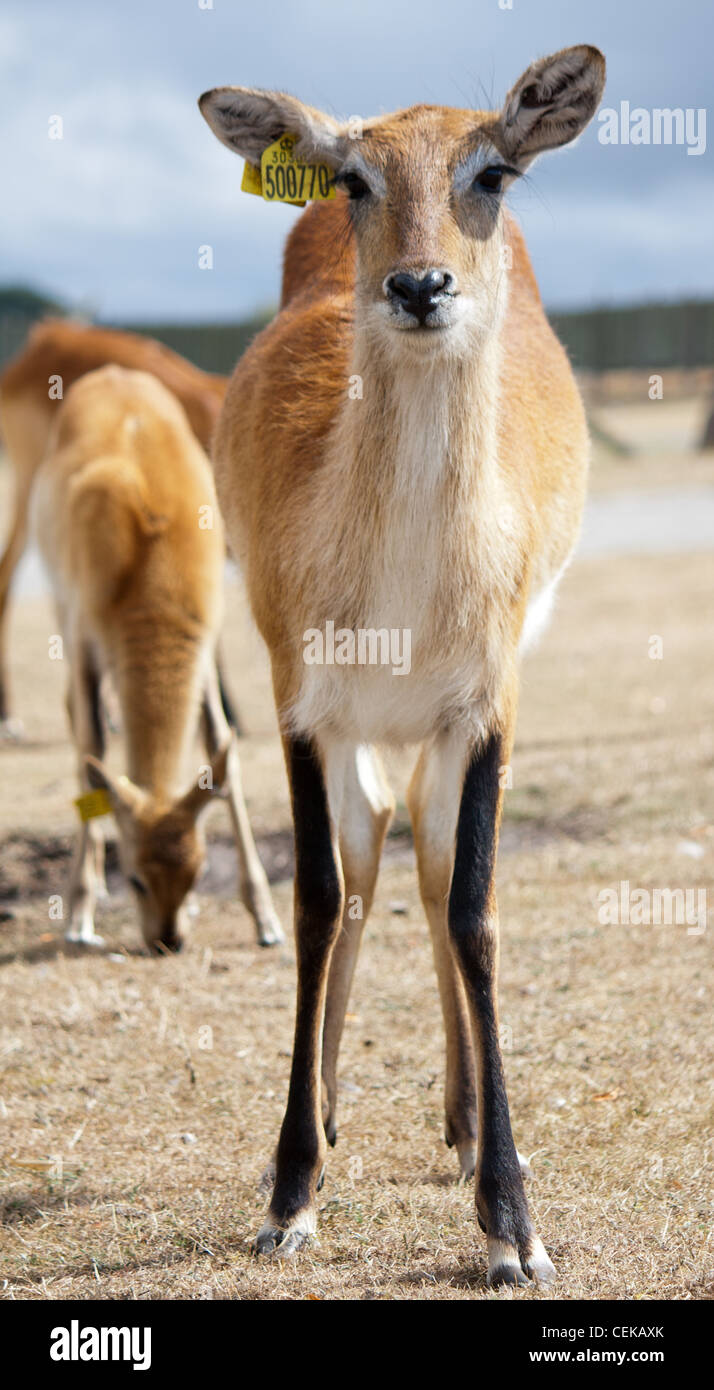 Addax male hi-res stock photography and images - Alamy