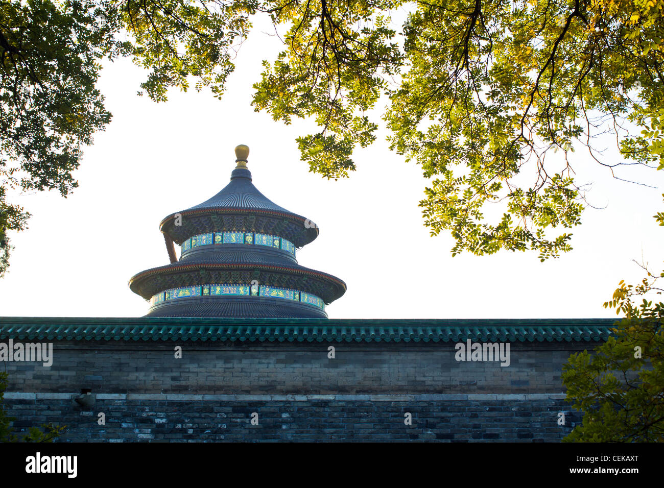 Tree of heaven hi-res stock photography and images - Alamy