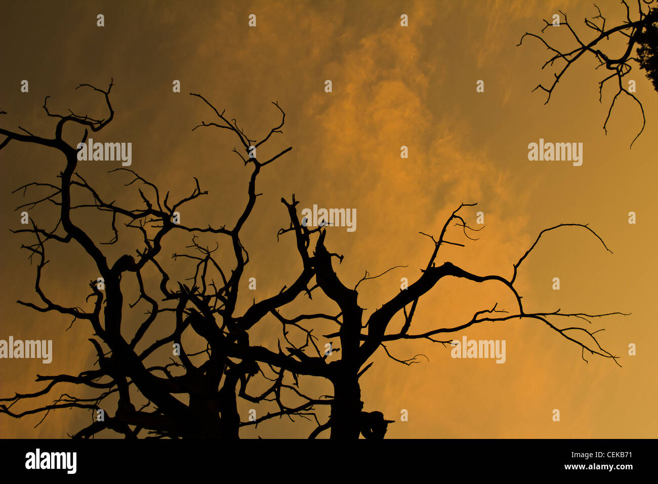 the silhouette of old trees Stock Photo - Alamy