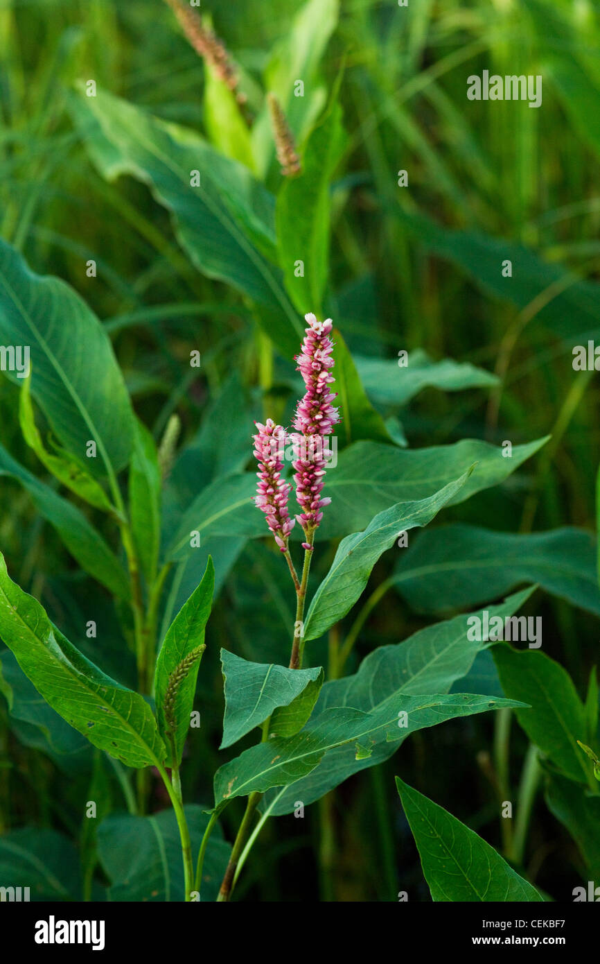 Swamp pink hi-res stock photography and images - Alamy