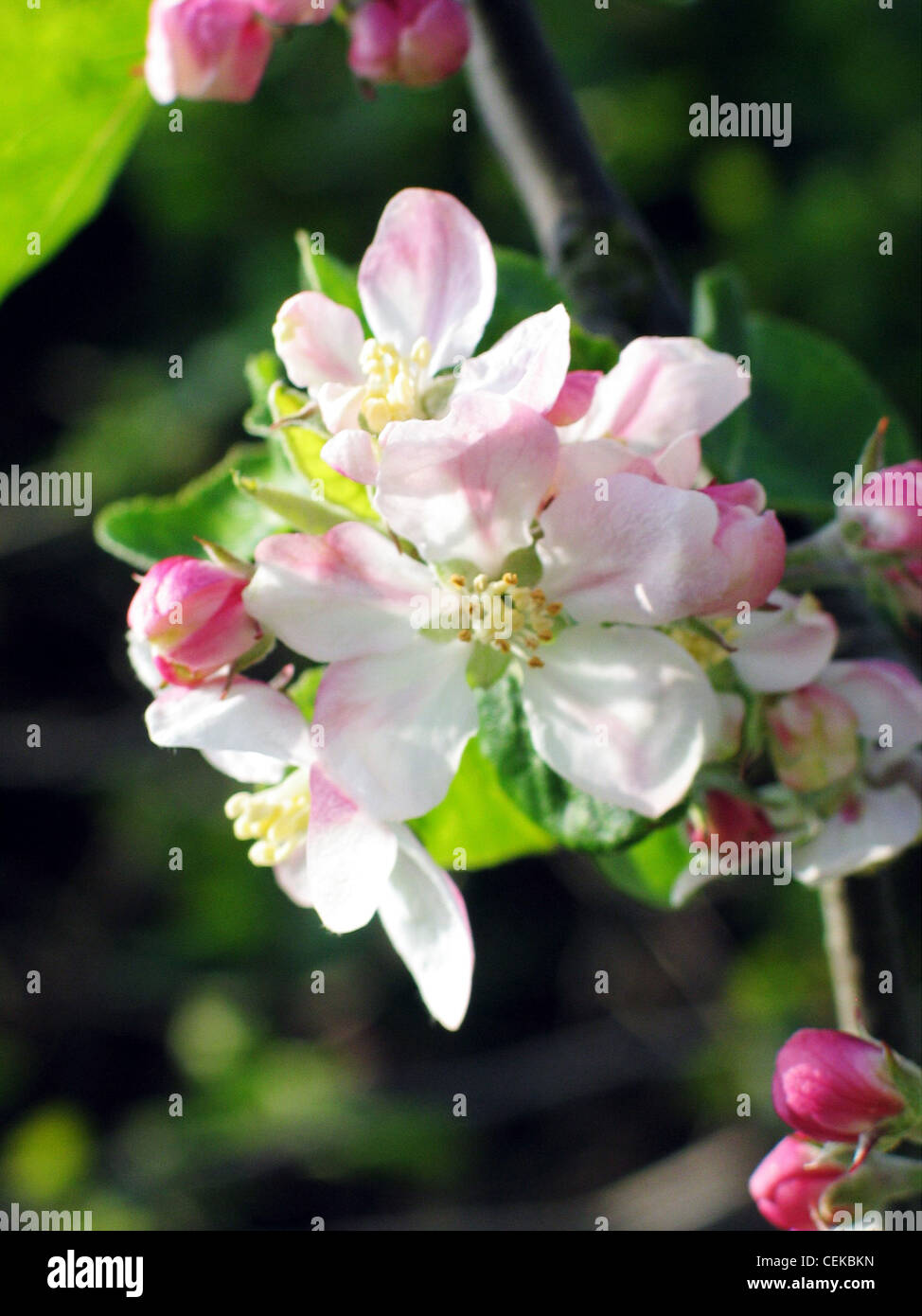 Cluster of pink and white apple blossom on branch in garden Stock Photo ...