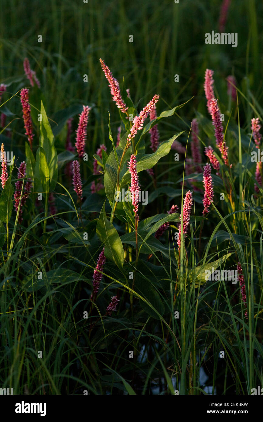Swamp smartweed hi-res stock photography and images - Alamy