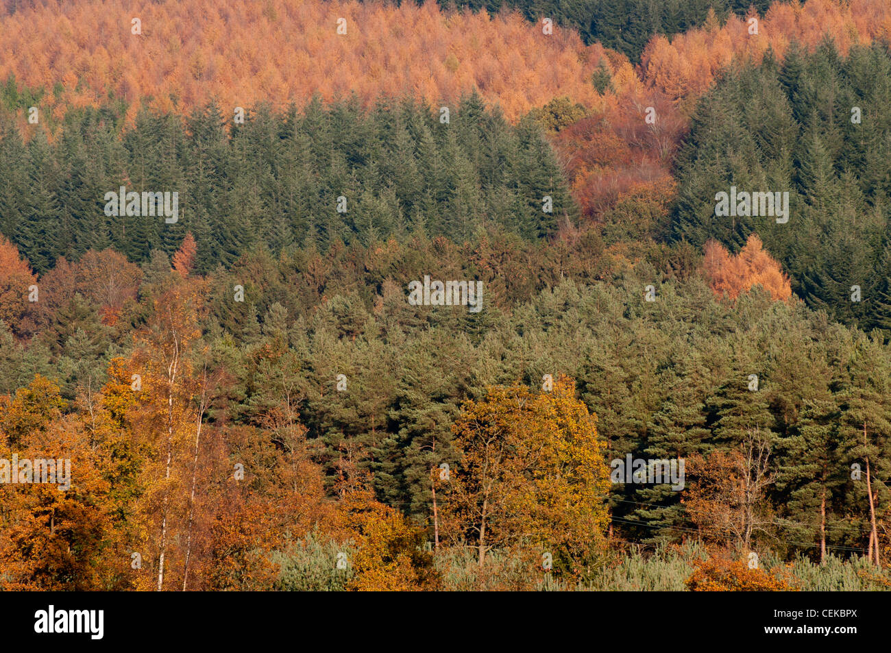evergreen and deciduous tree planting and growth Stock Photo - Alamy