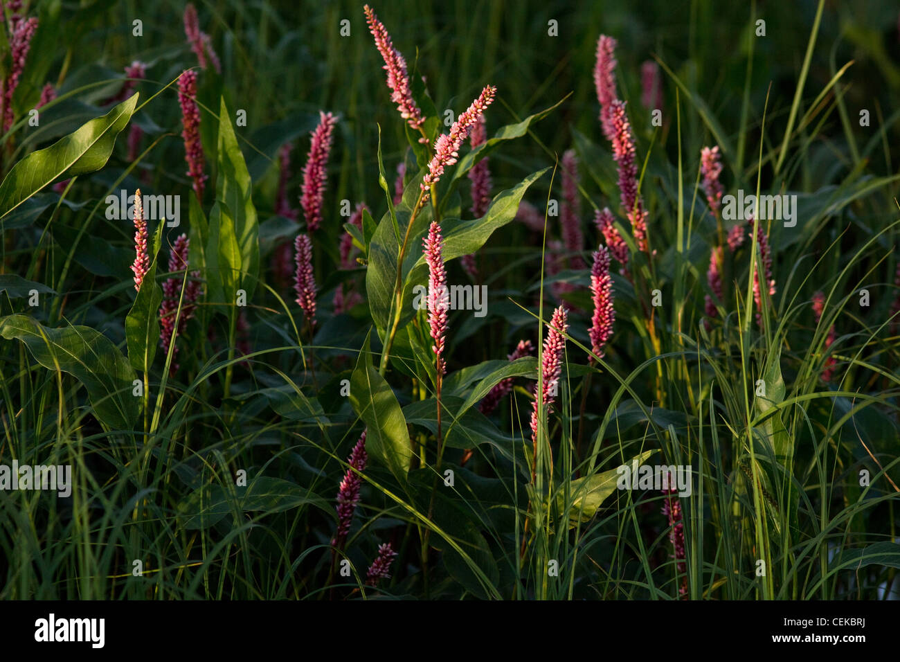Wetland weed hi-res stock photography and images - Alamy