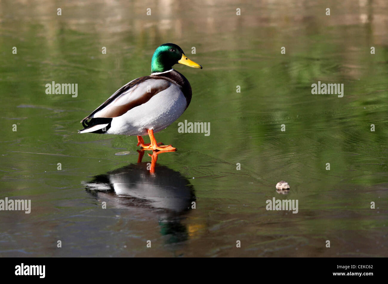 DUCKS ON A FROZEN POND IN WINTER Stock Photo - Alamy