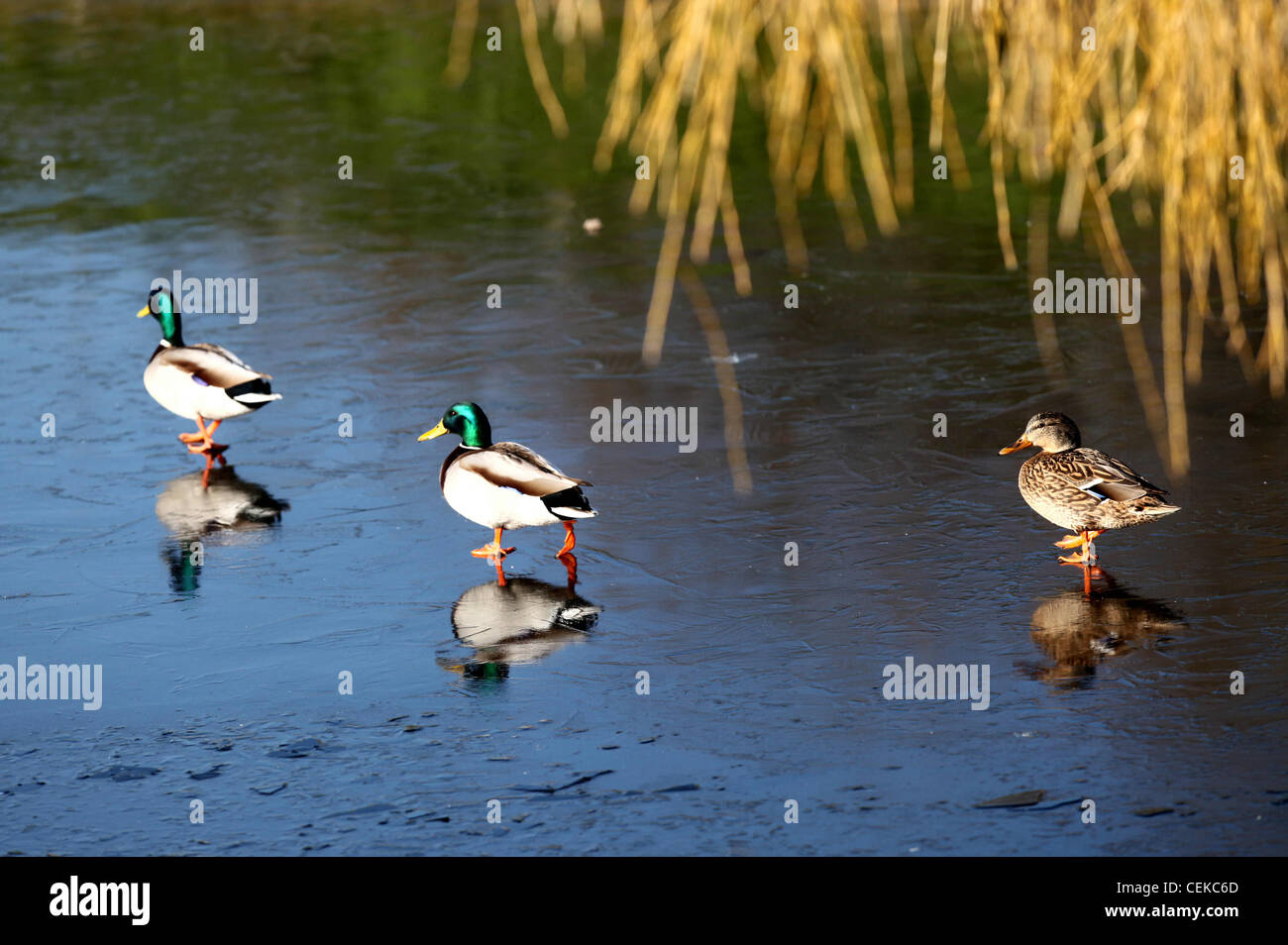 DUCKS ON A FROZEN POND IN WINTER Stock Photo - Alamy