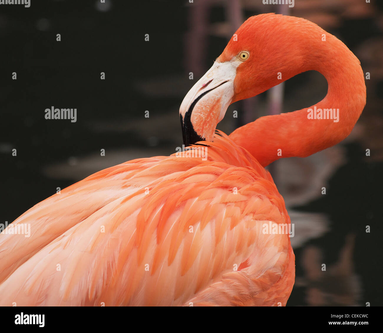Flamingo flock in water hi-res stock photography and images - Alamy