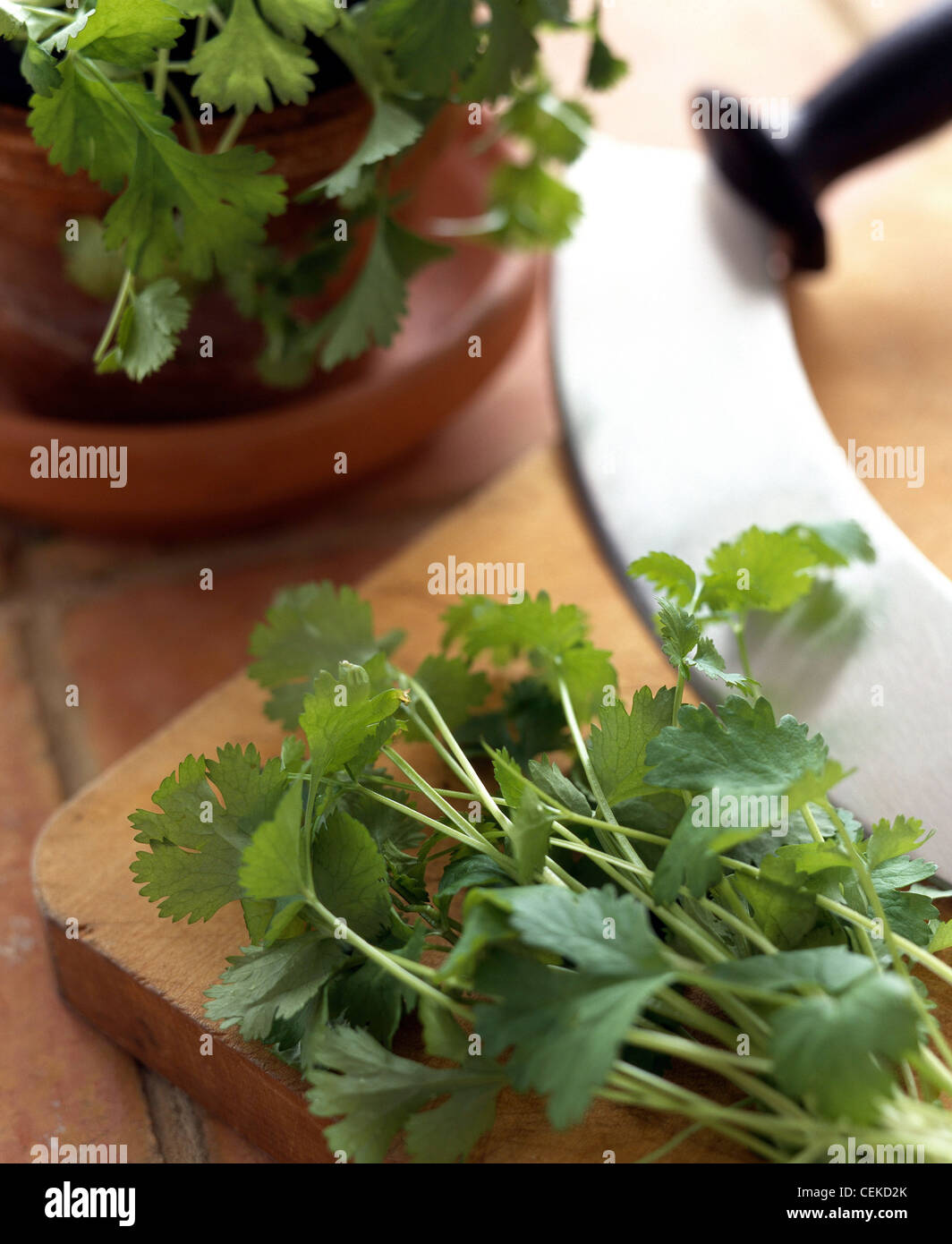 CX100A91 Fresh coriander on a wooden chopping board with a metal herb ...