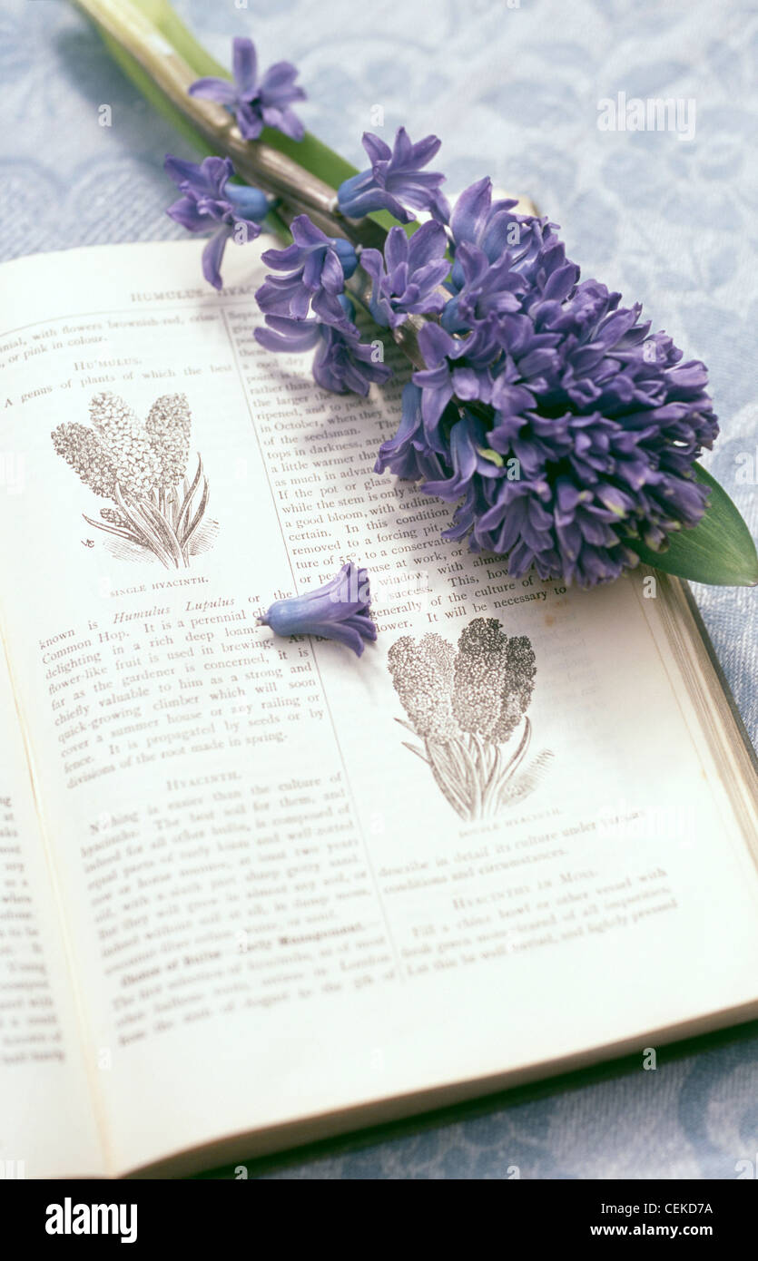 Blue Hyacinths A blue hyacinth resting on the page of an open book with ...