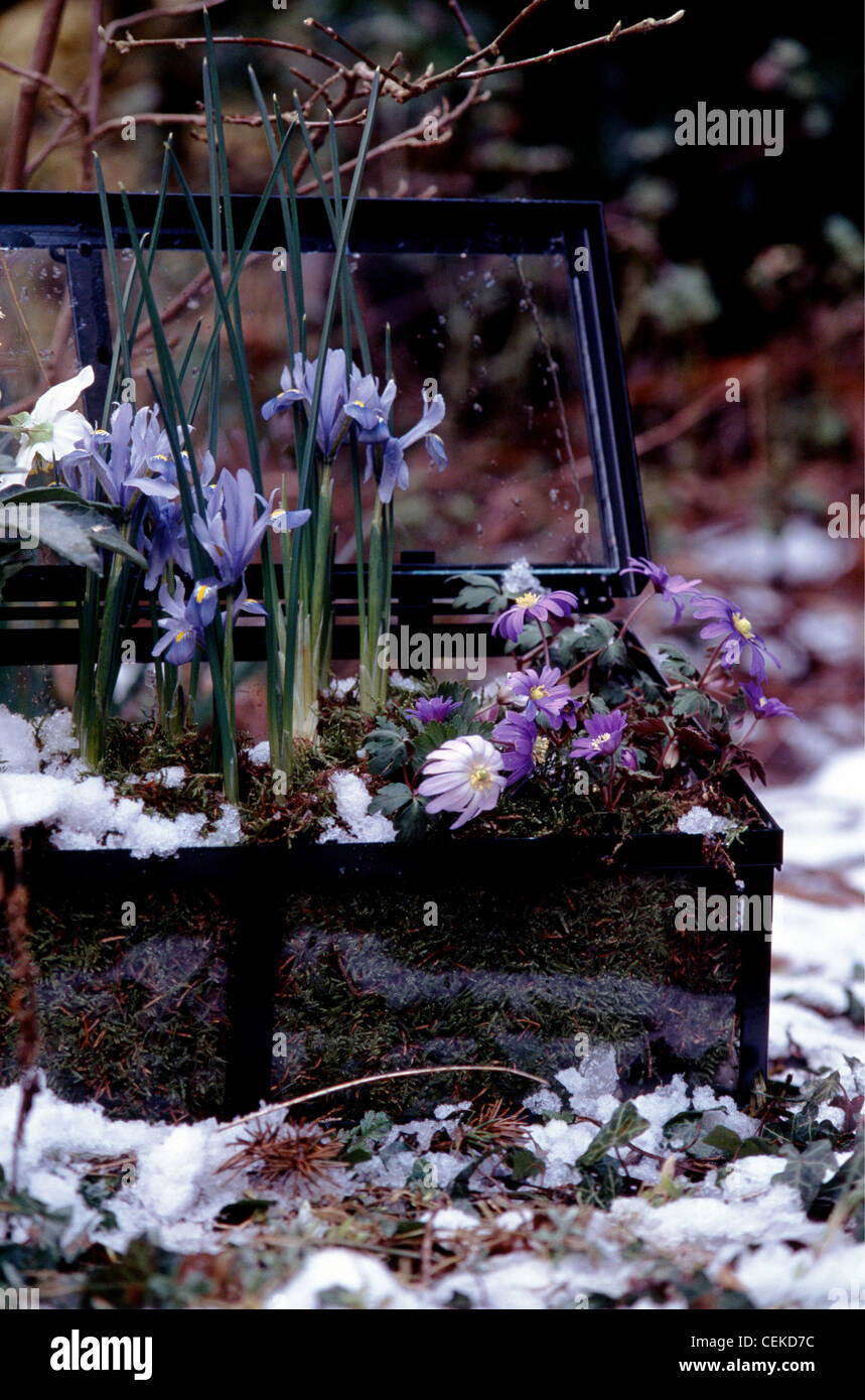 Frosted Flowers Iris Reticulata (left) and Anemone Blanda caught in a ...