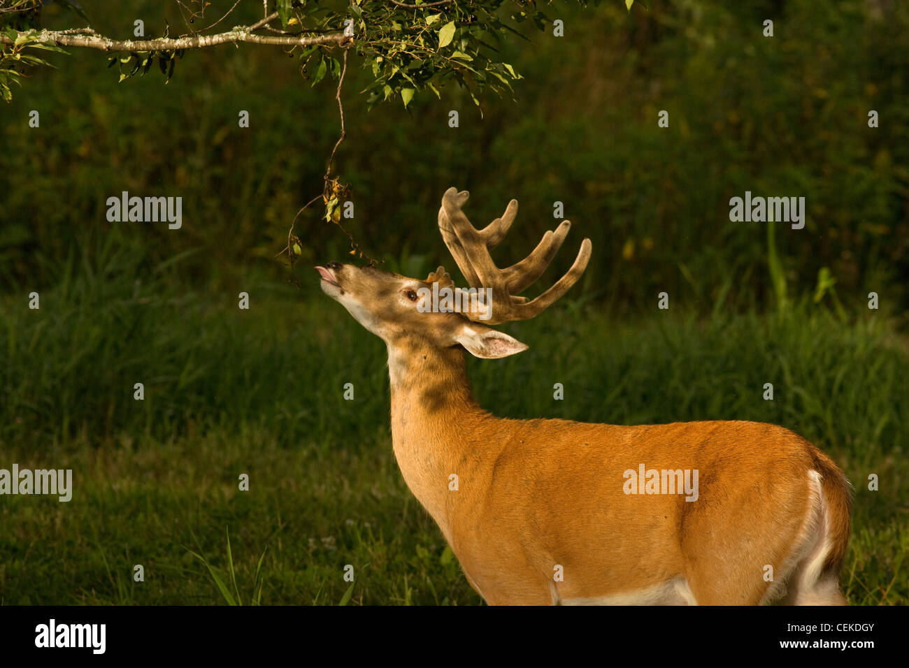 White-tailed buck scent marking a branch Stock Photo - Alamy