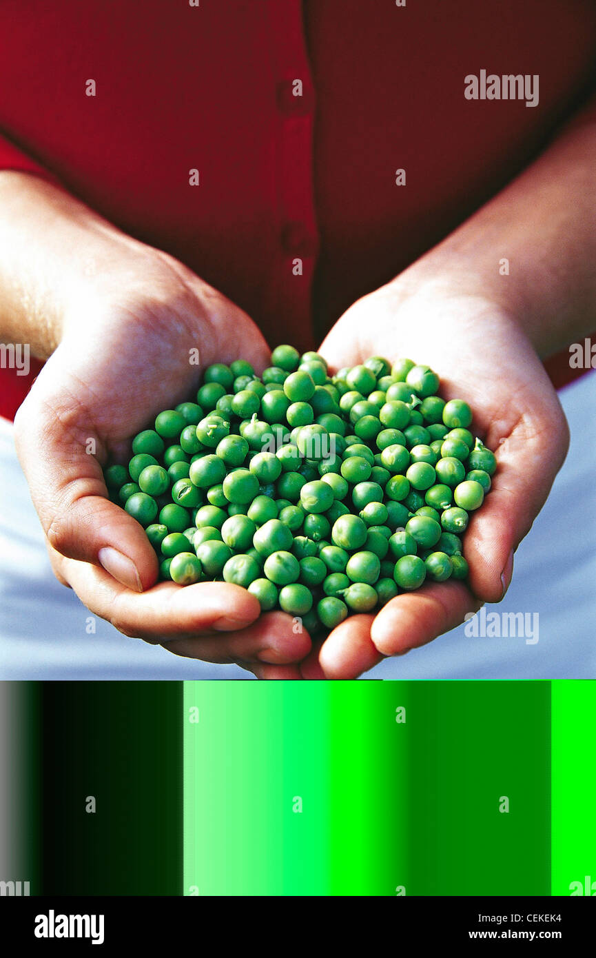 Like peas in a pod Peas are versatile spring vegetables that can be ...