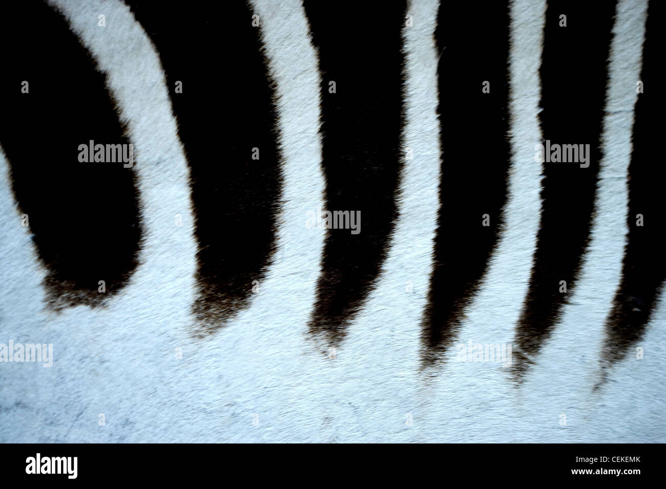 Close up of light blue and black animal hide texture with vertical ...