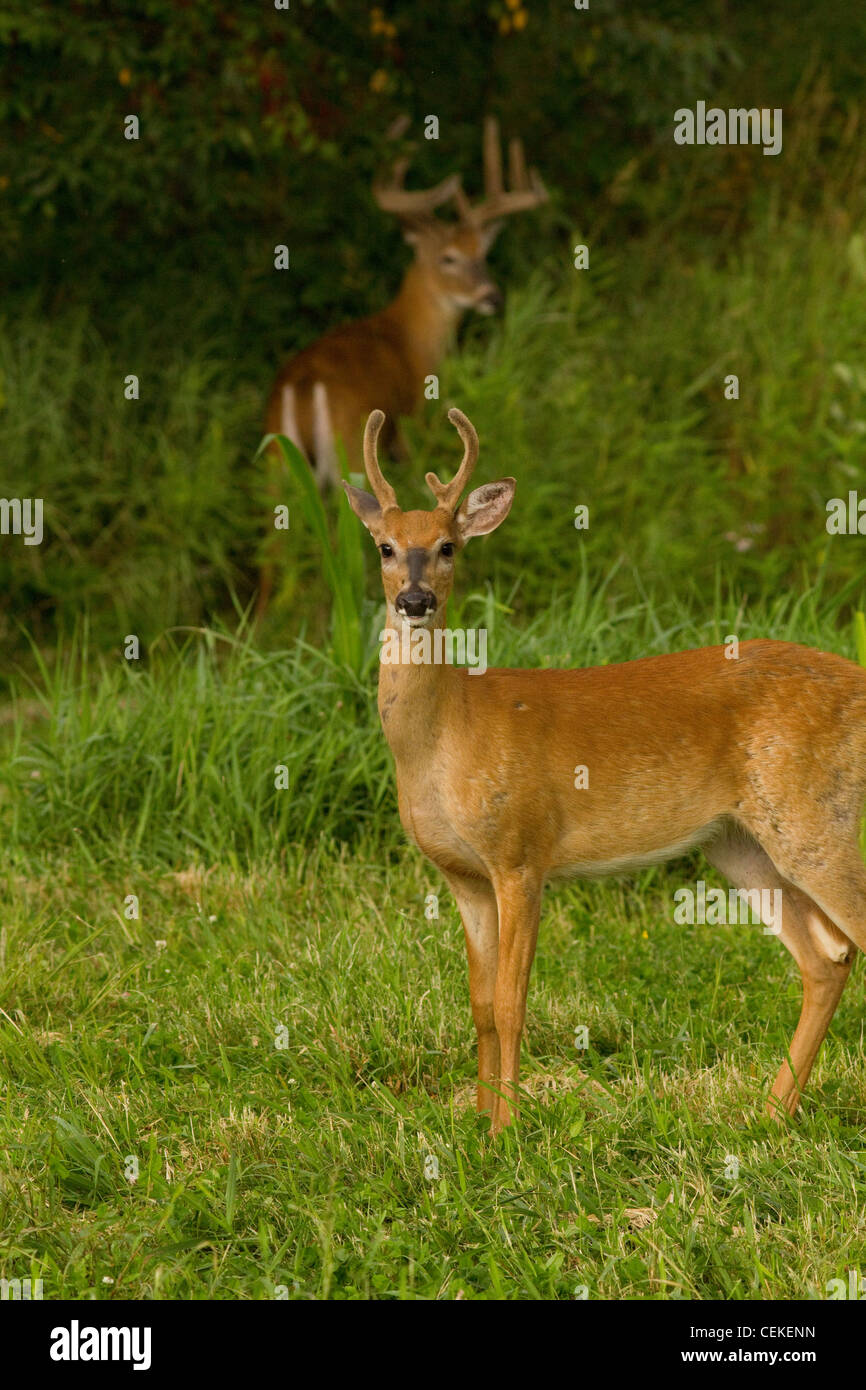 White-tailed bucks in velvet Stock Photo - Alamy