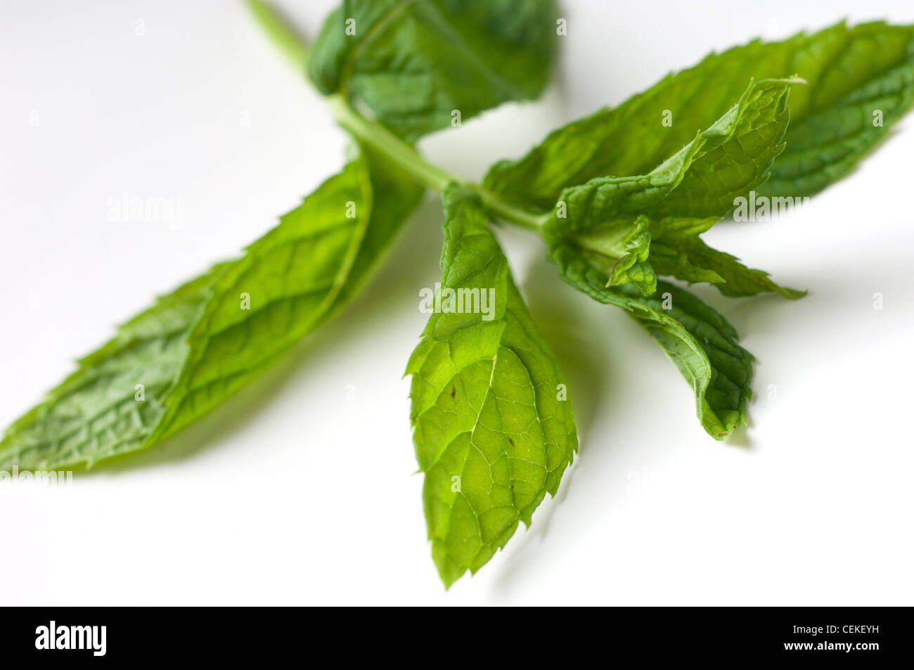 A close up of a sprig of fresh mint on a white background Stock Photo ...