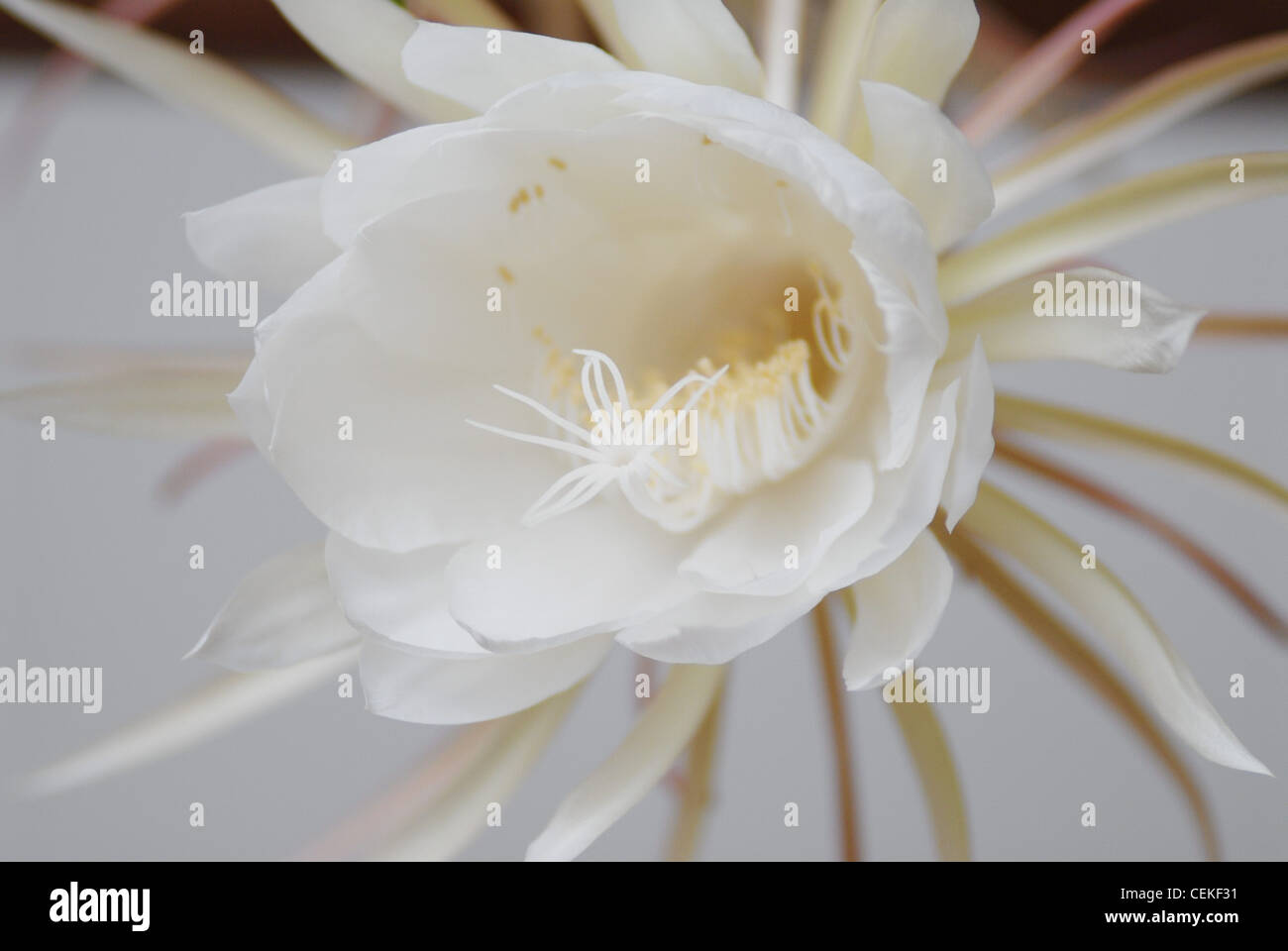 Close up of a epiphyllum flower Stock Photo - Alamy