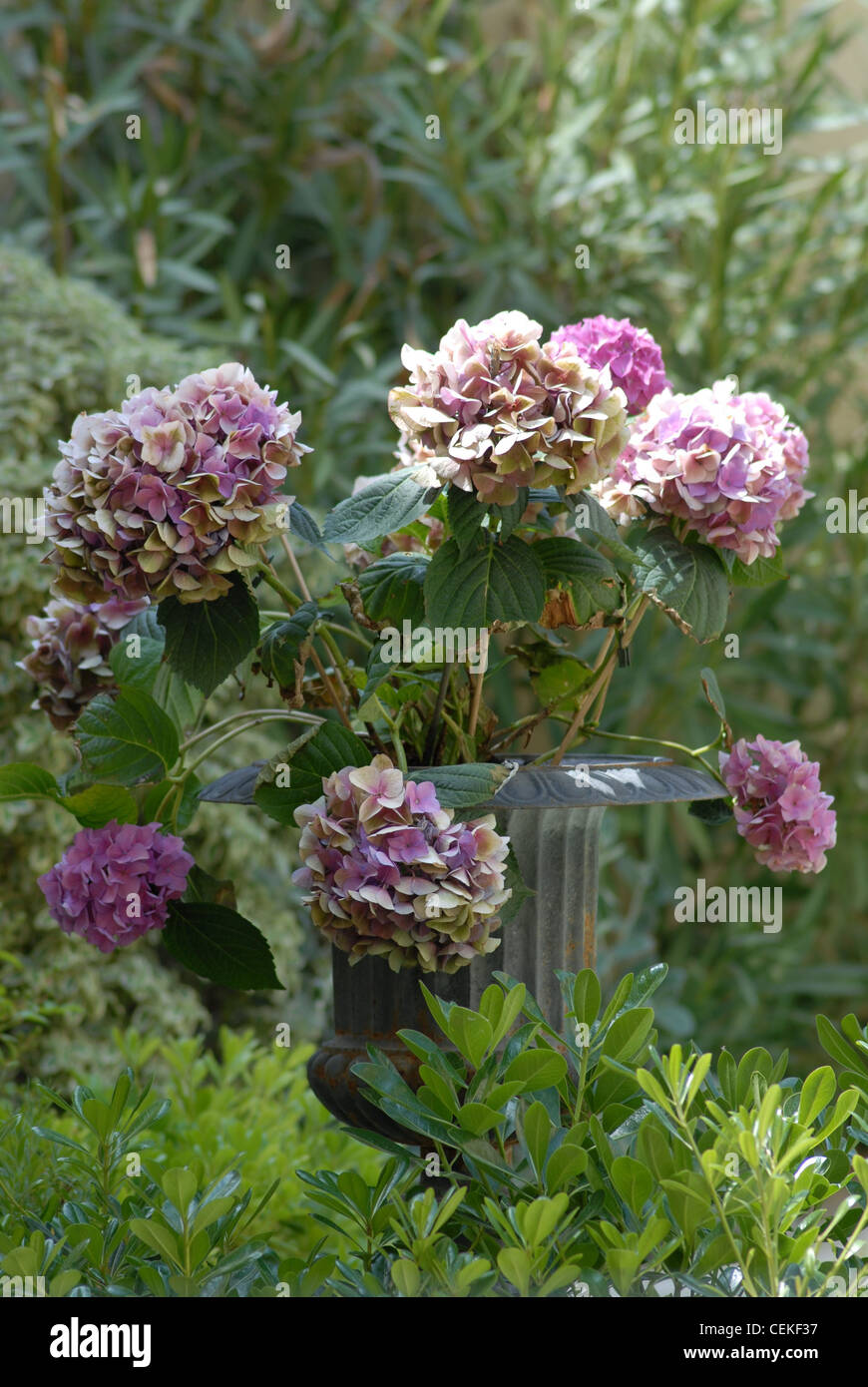 Purple hydrangeas in a plant stand in the garden Stock Photo - Alamy