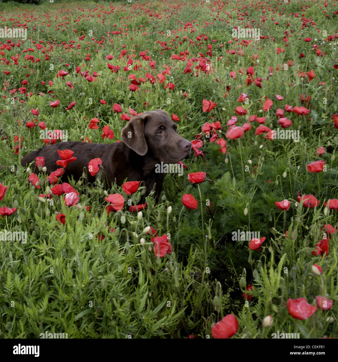 Chocolate Labrador dog in a poppy field: CAMERA PRESS Stock Photo - Alamy