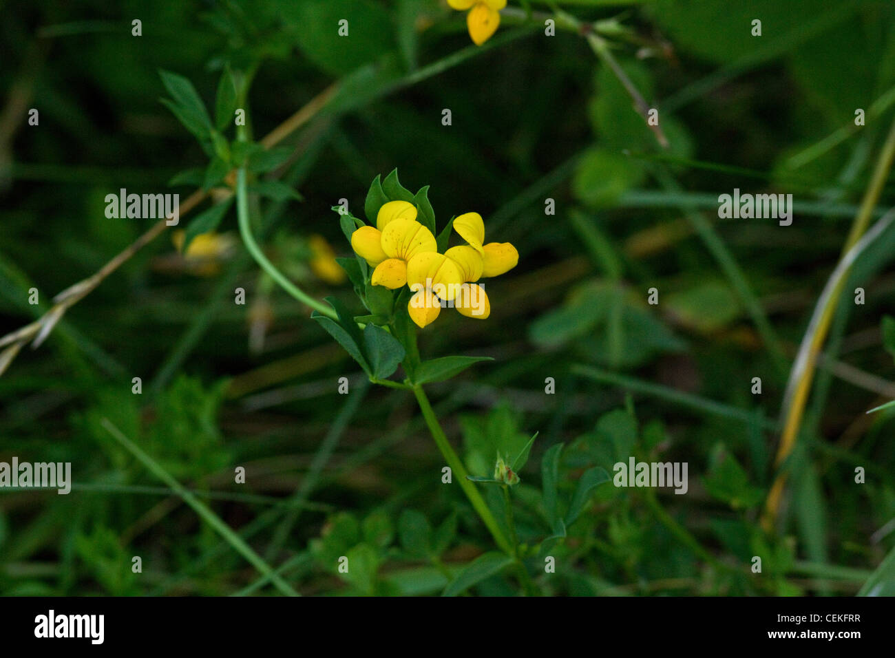 Trefoil Top High Resolution Stock Photography and Images - Alamy