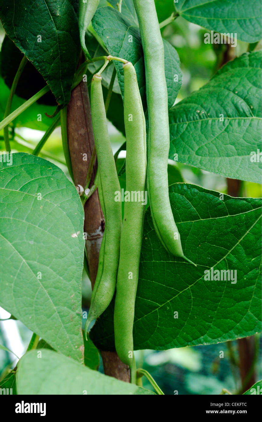 Detail of French beans growing on a climber Stock Photo - Alamy