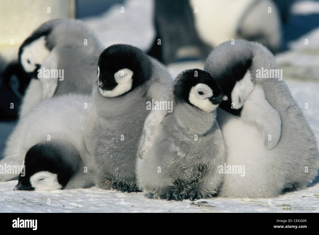 Luc jacquet dir hi-res stock photography and images - Alamy