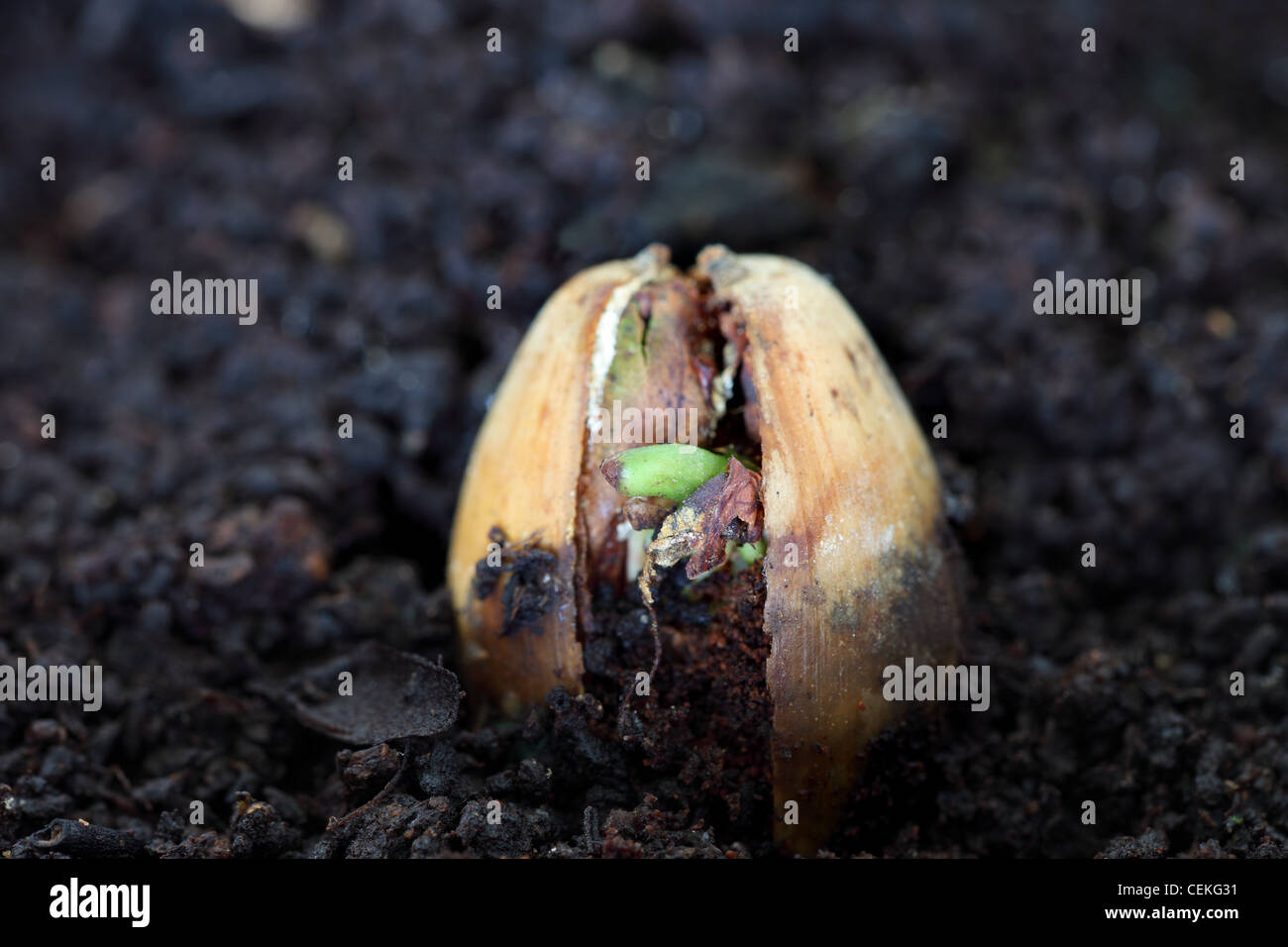 Acorn oak tree hi-res stock photography and images - Alamy