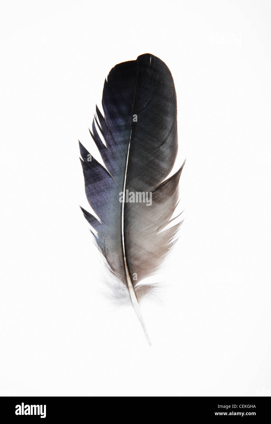 A Jackdaw feather against a white background Stock Photo - Alamy