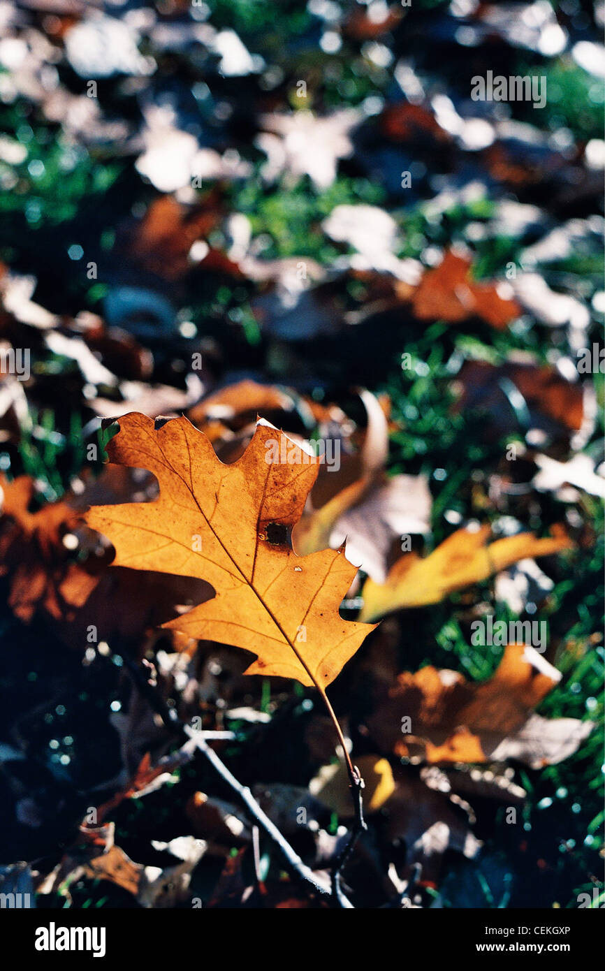 Dead autumn leaf falling to the groundGrass covered with leaves Stock ...