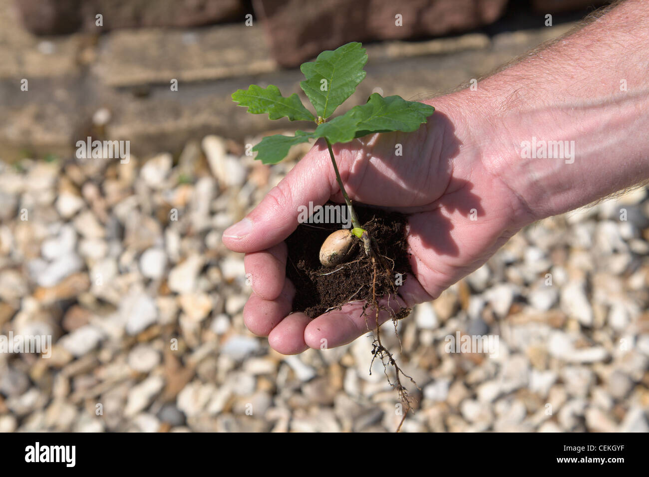 Oak seed roots hi-res stock photography and images - Alamy
