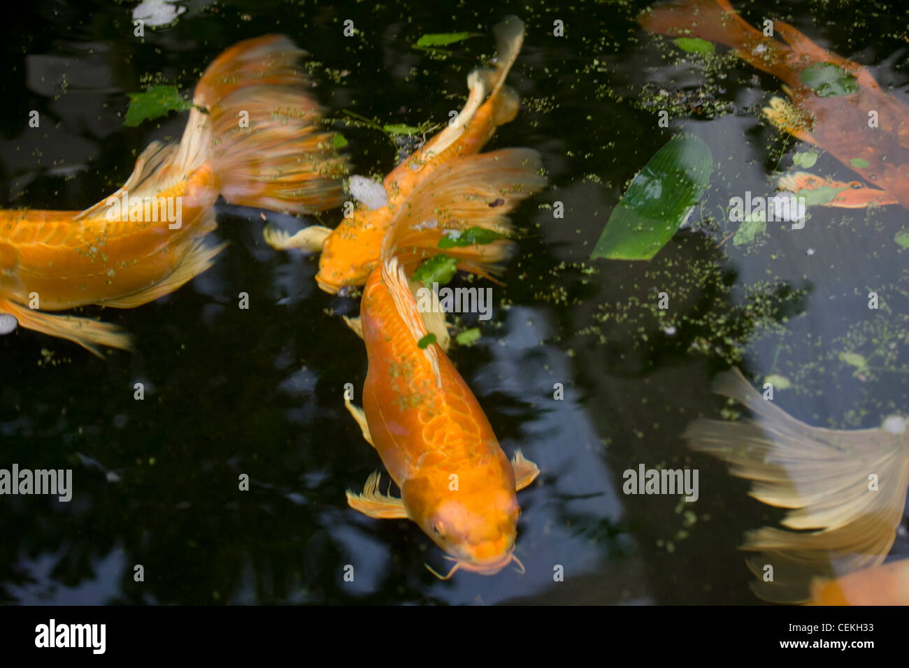 New York City, Bronx Zoo, Koi Fish Pond Stock Photo - Alamy