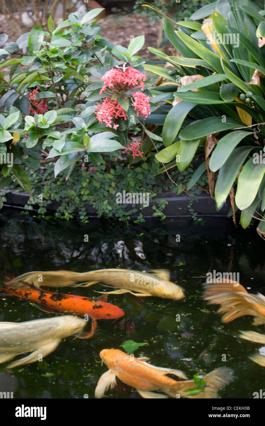 New York City, Bronx Zoo, Koi Fish Pond Stock Photo - Alamy