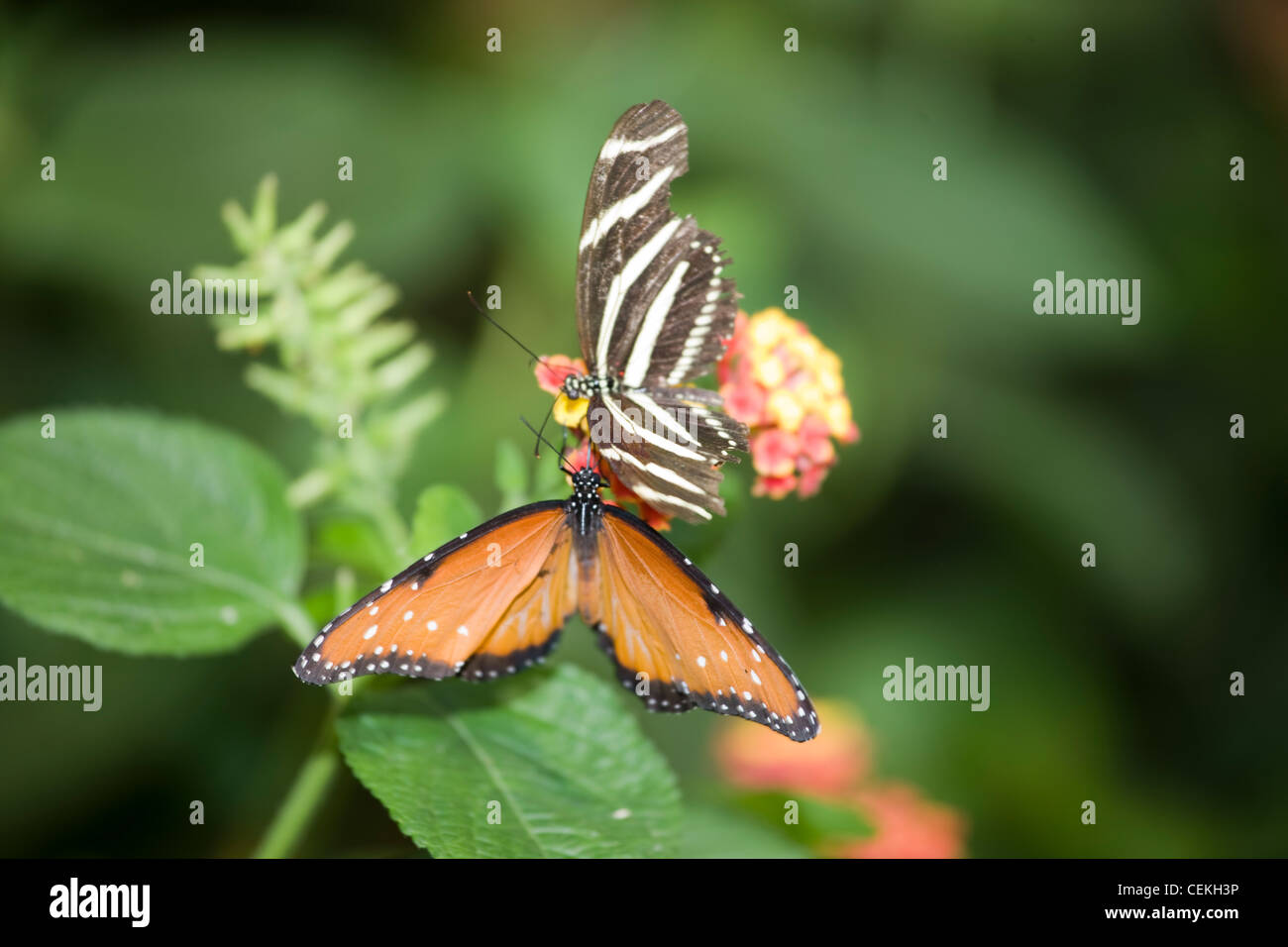 New York City, Bronx Zoo, Butterfly Stock Photo - Alamy