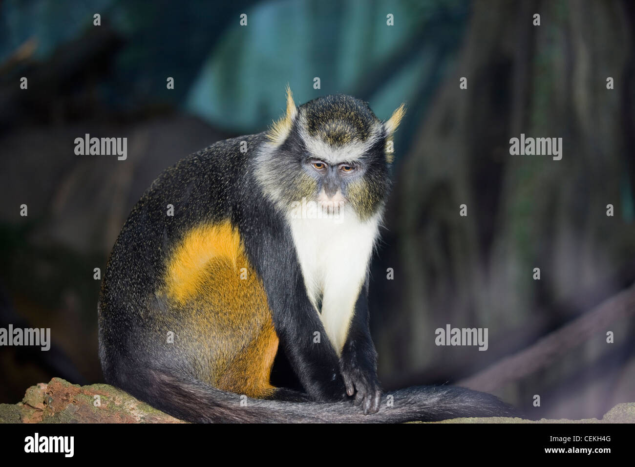 Cercopithecus wolfi wolfi hi-res stock photography and images - Alamy
