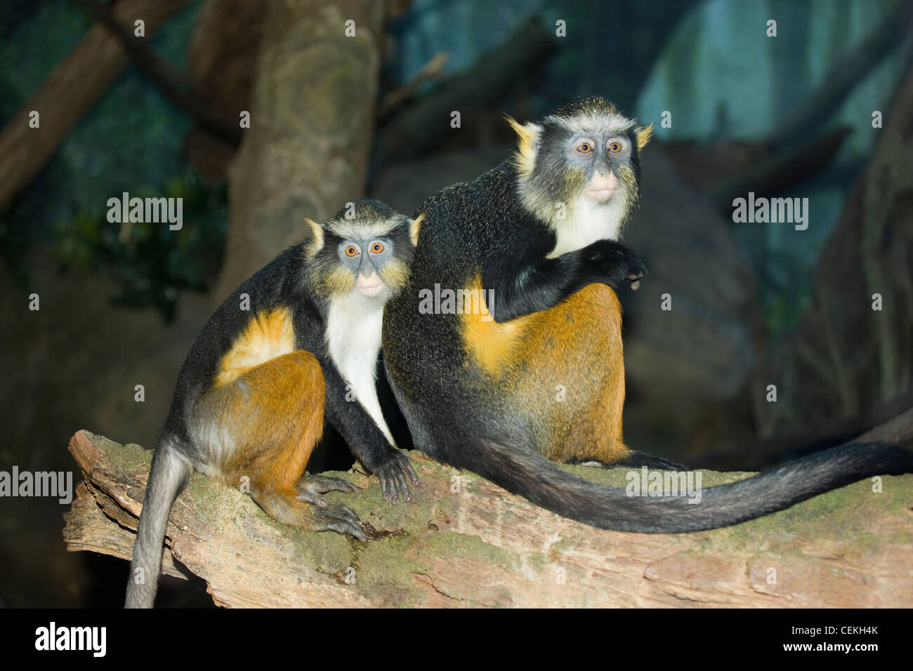 New York City, Bronx Zoo, Wolf's Mona Monkey (Cercopithecus Wolfi ...