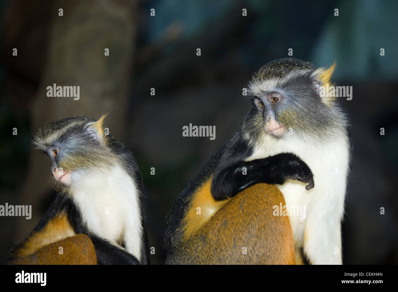Wolfs mona monkey cercopithecus wolfi hi-res stock photography and ...