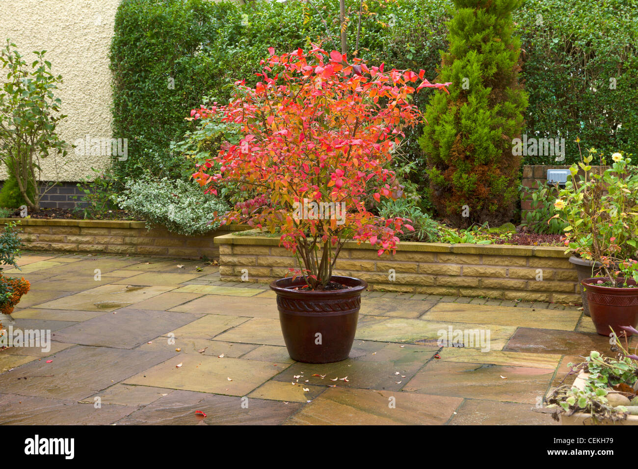 Landscaping With Blueberry Bushes