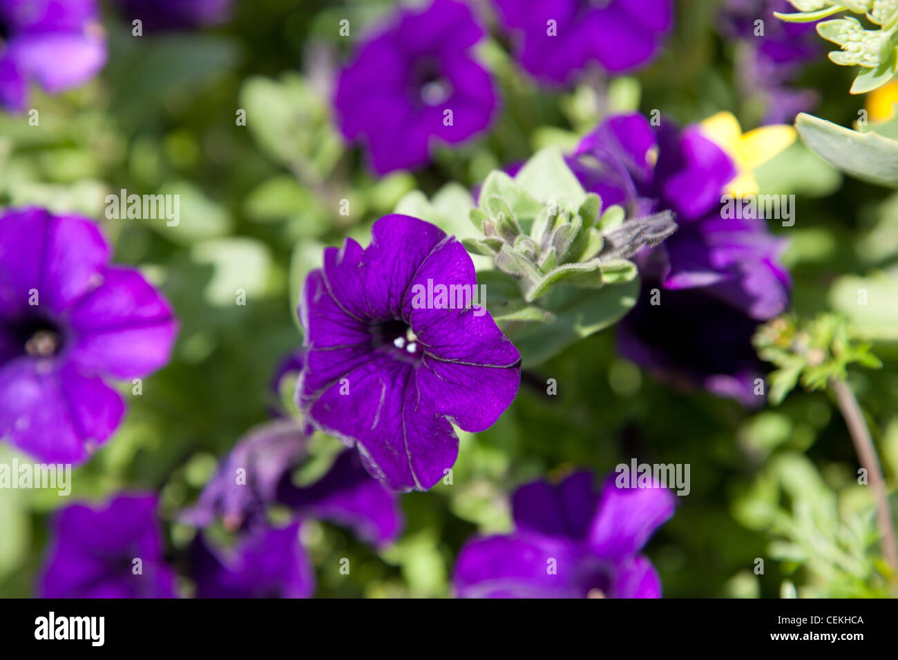 Petunia violet hi-res stock photography and images - Alamy