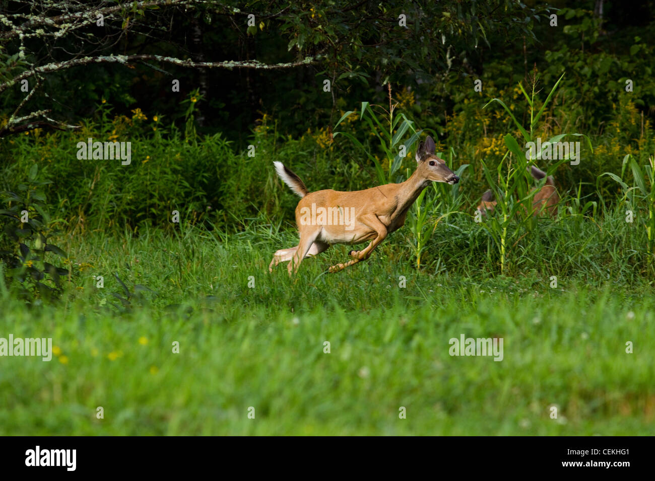 White-tailed doe running Stock Photo - Alamy
