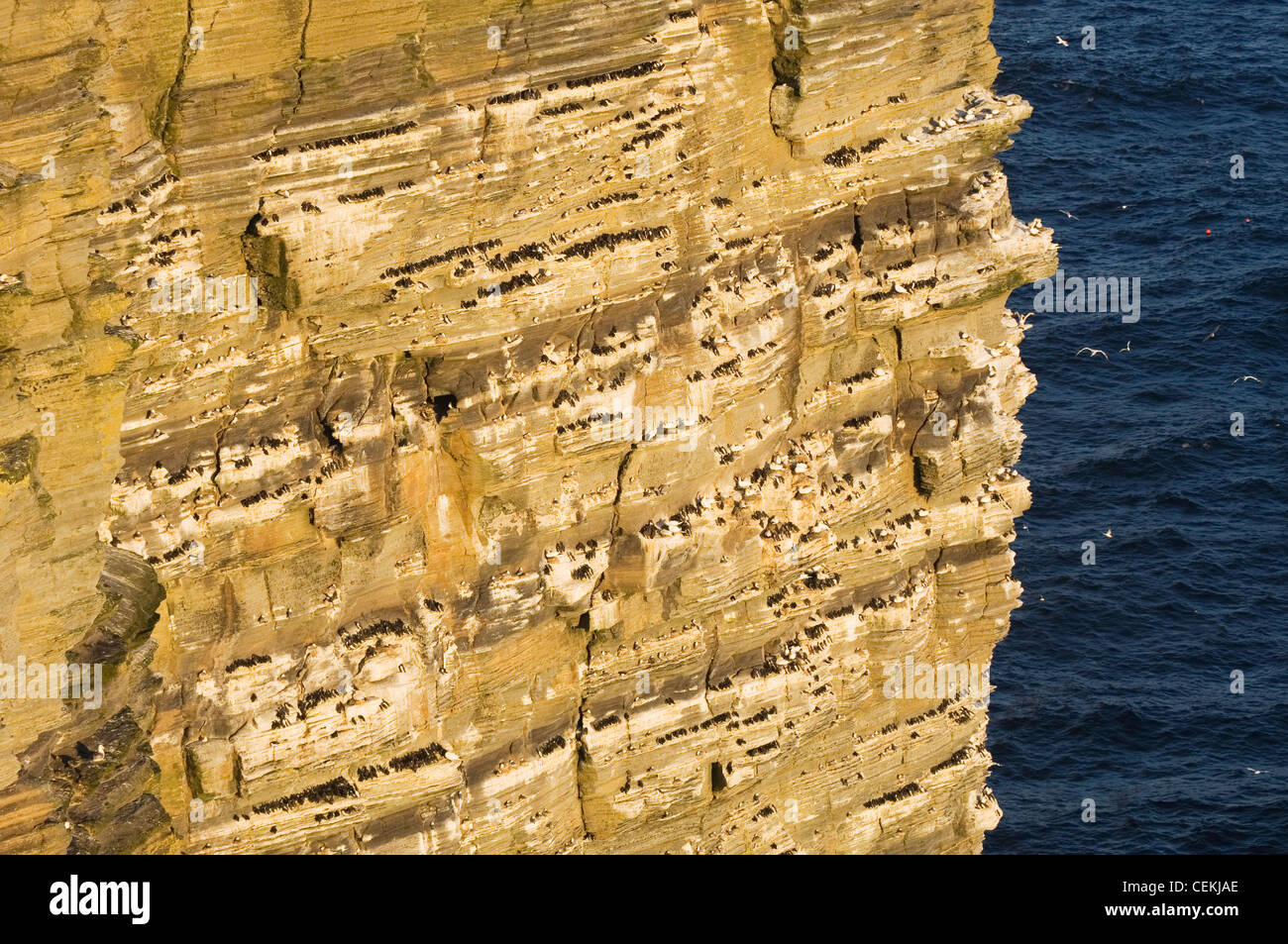 Seabird cliffs at Noup Head on the island of Westray, Orkney Islands ...