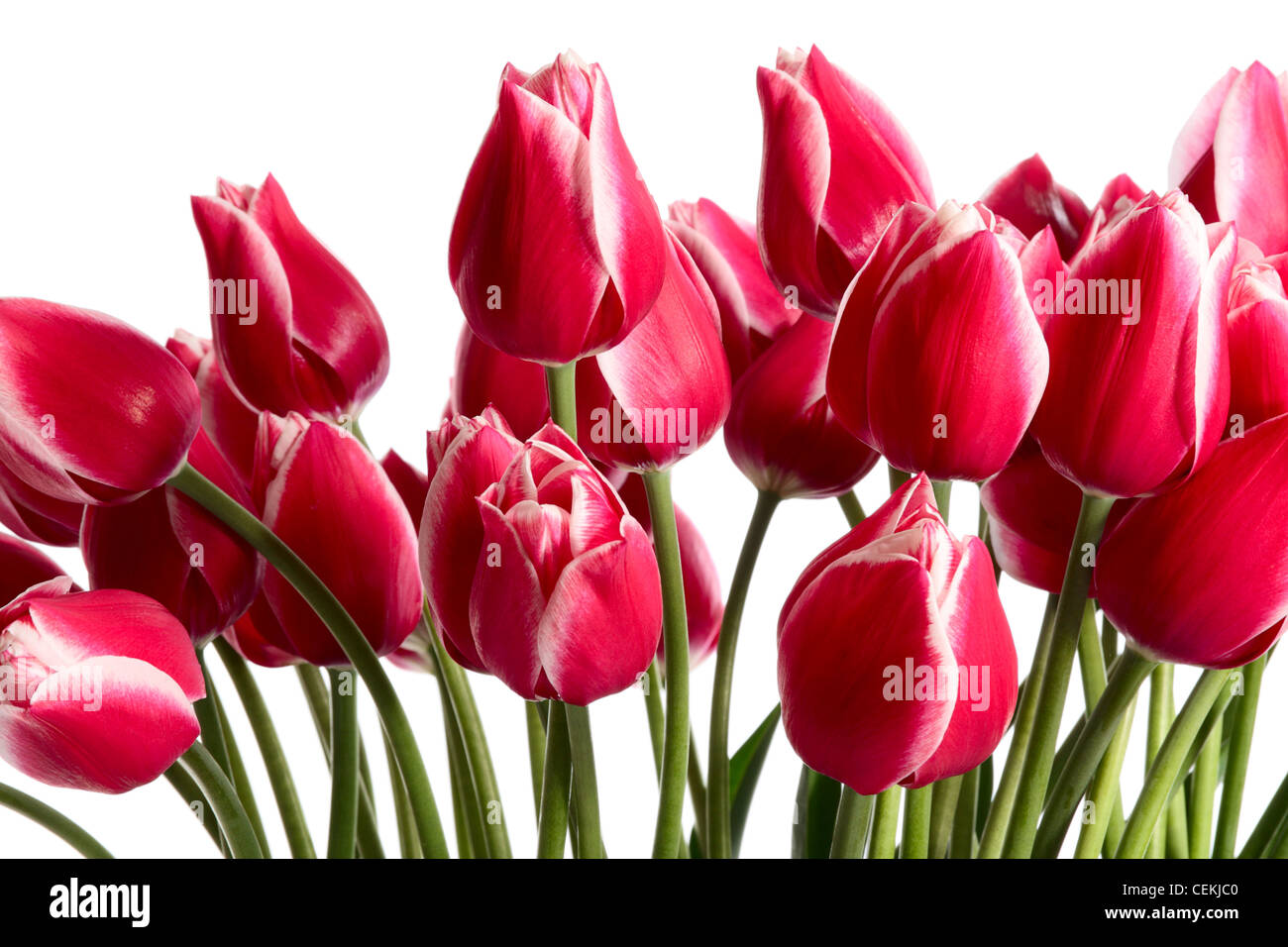 Multitude of flowers hi-res stock photography and images - Alamy