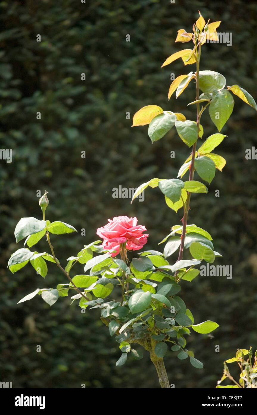Pink rose bush Stock Photo - Alamy