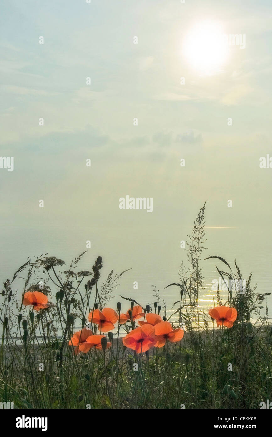 A group of perfect poppies taken in the early morning light with the ...