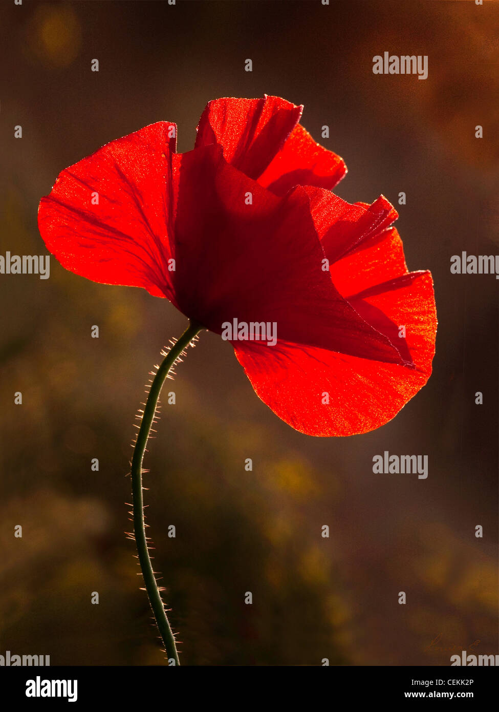 A single poppy highlighted in the early morning light playing through ...