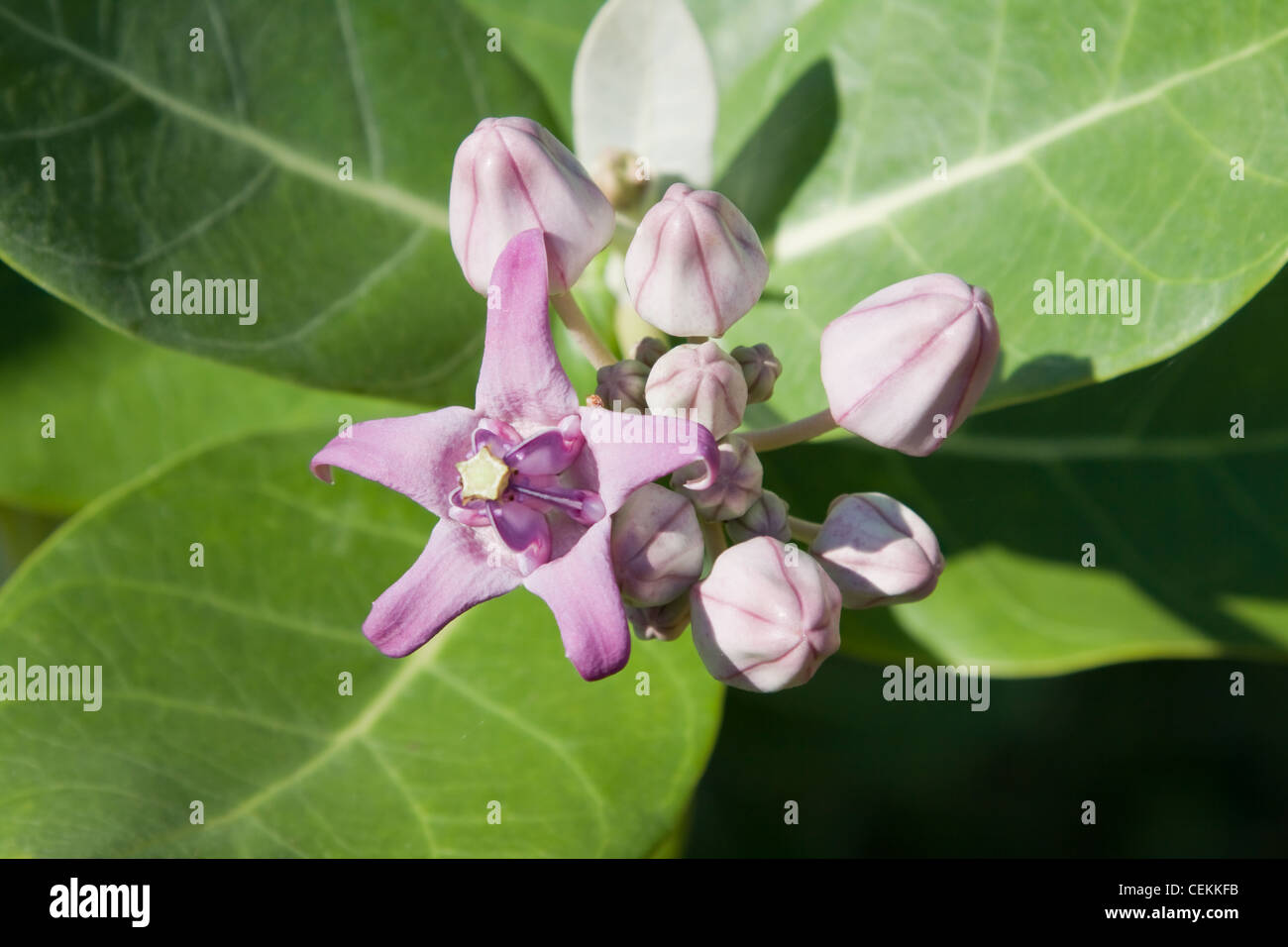 Calotropis gigantea flower hi-res stock photography and images - Alamy