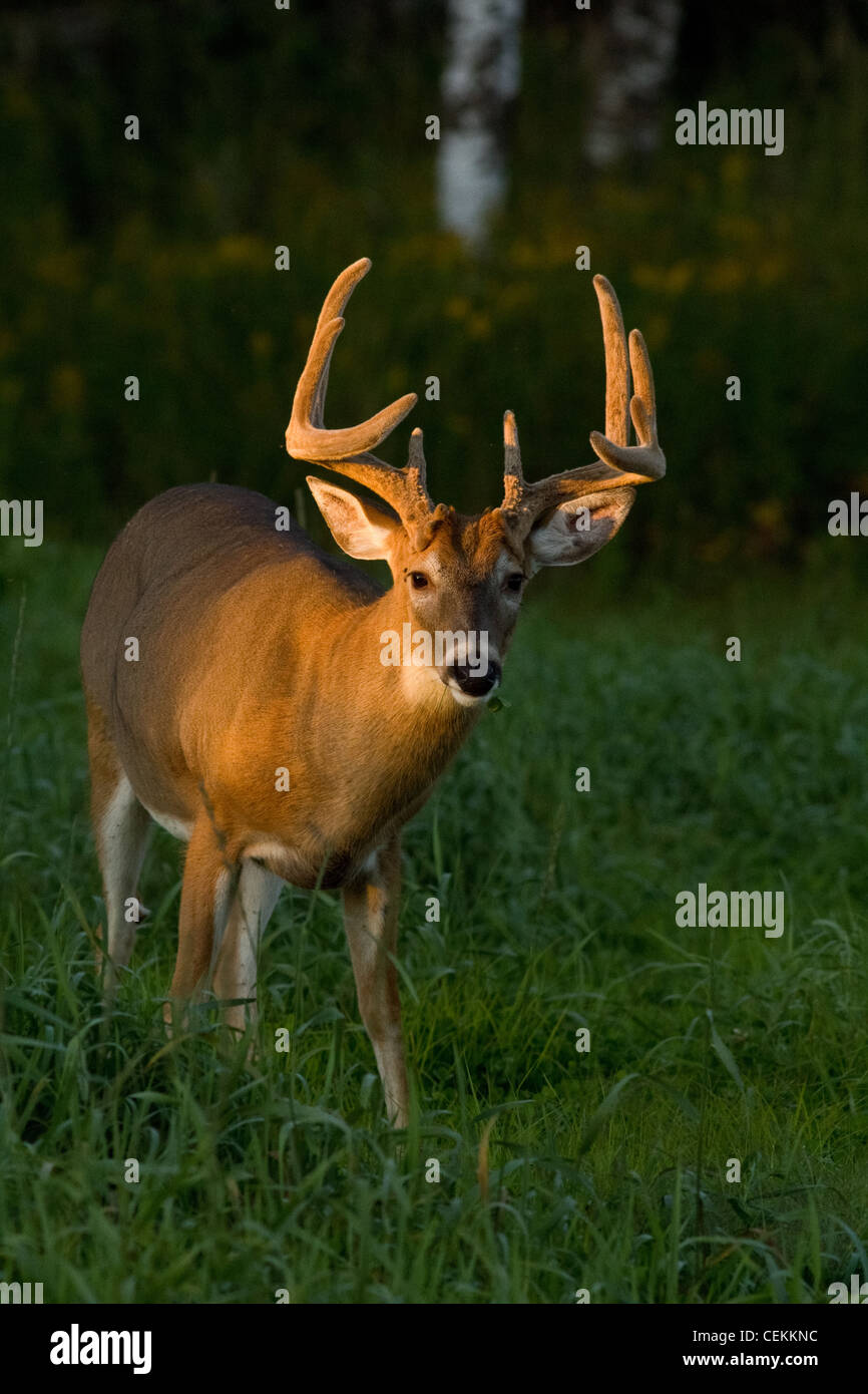 Deer antlers velvet hi-res stock photography and images - Alamy