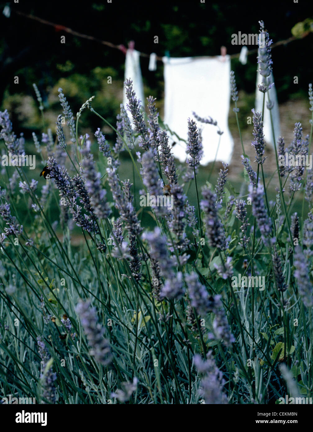 Garden washing line hi-res stock photography and images - Alamy