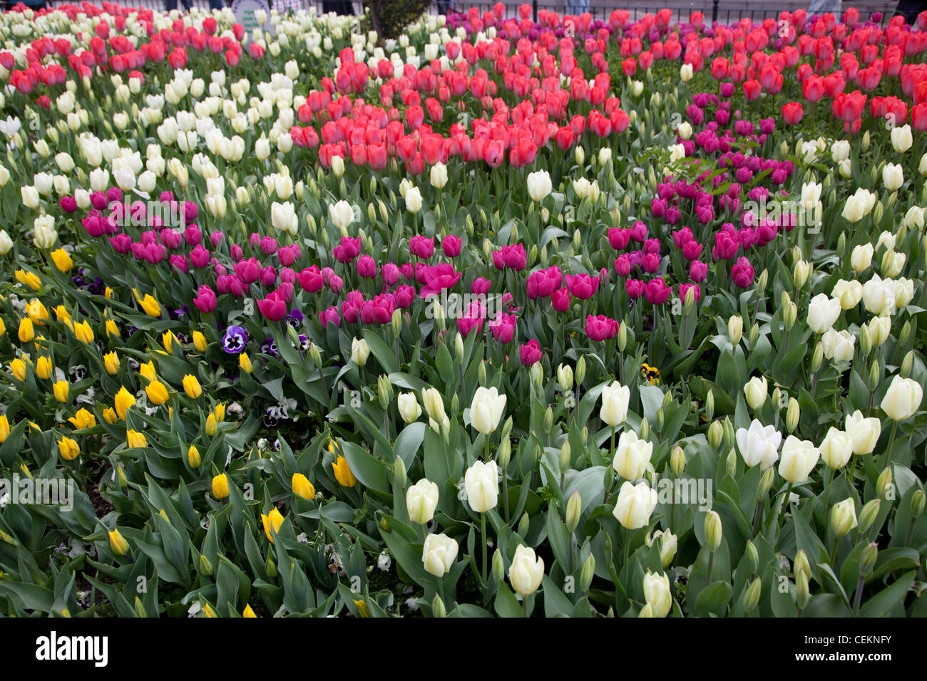 Istanbul flowers hi-res stock photography and images - Alamy